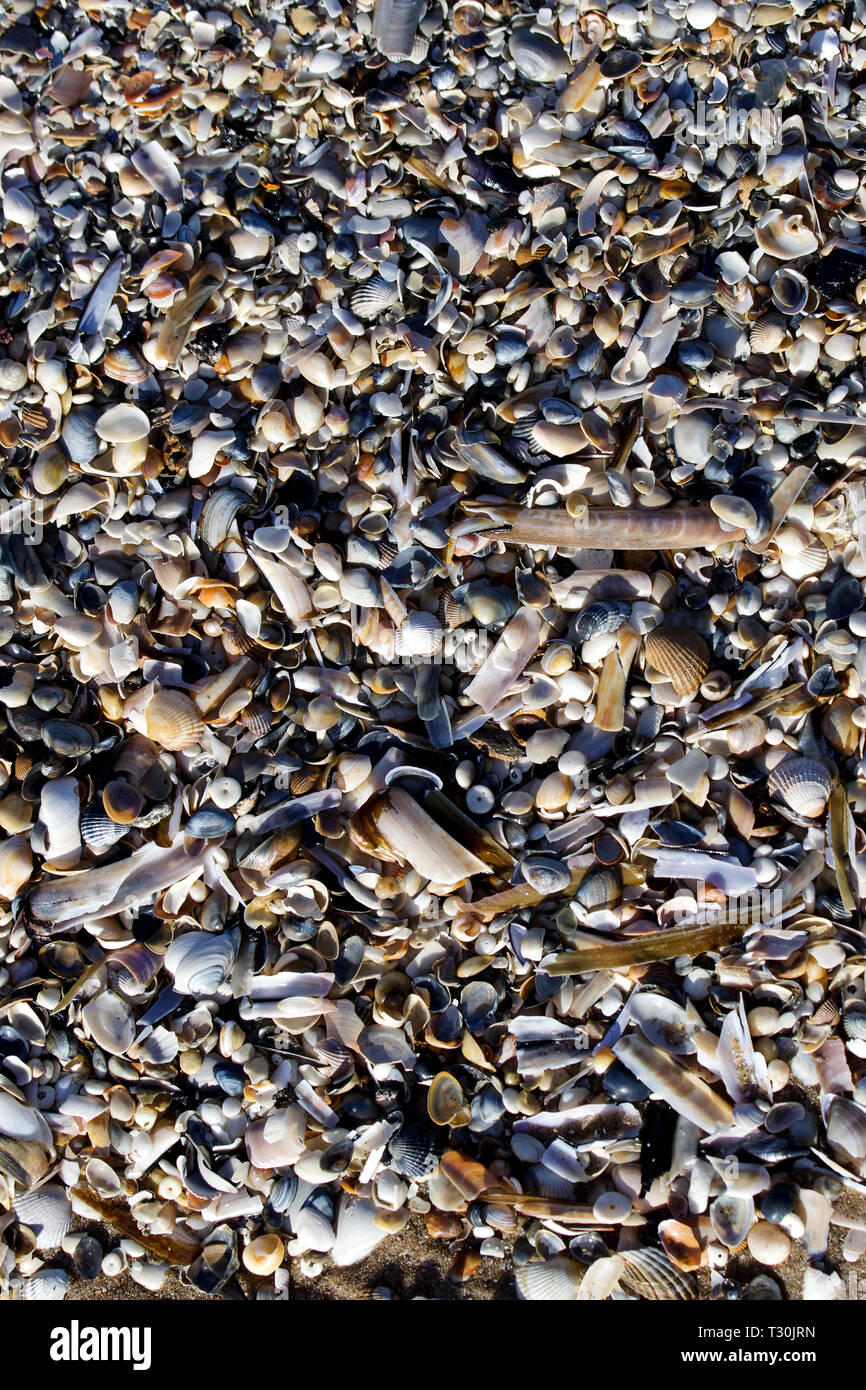 Top view of many small shells illuminated by the sunset. Pebble beach ...