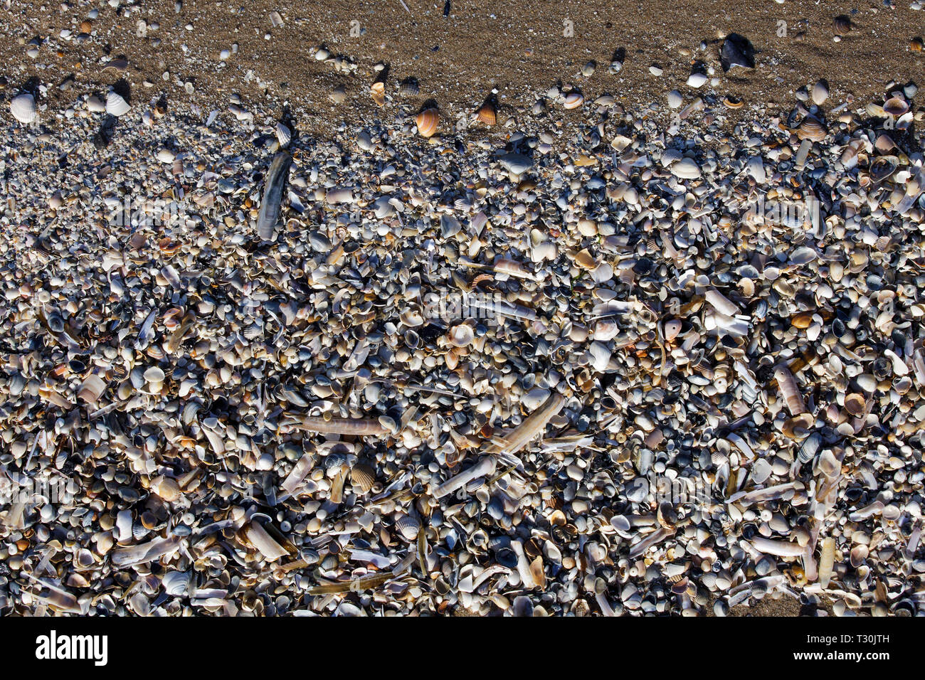 Top view of many small shells illuminated by the sunset. Pebble beach ...