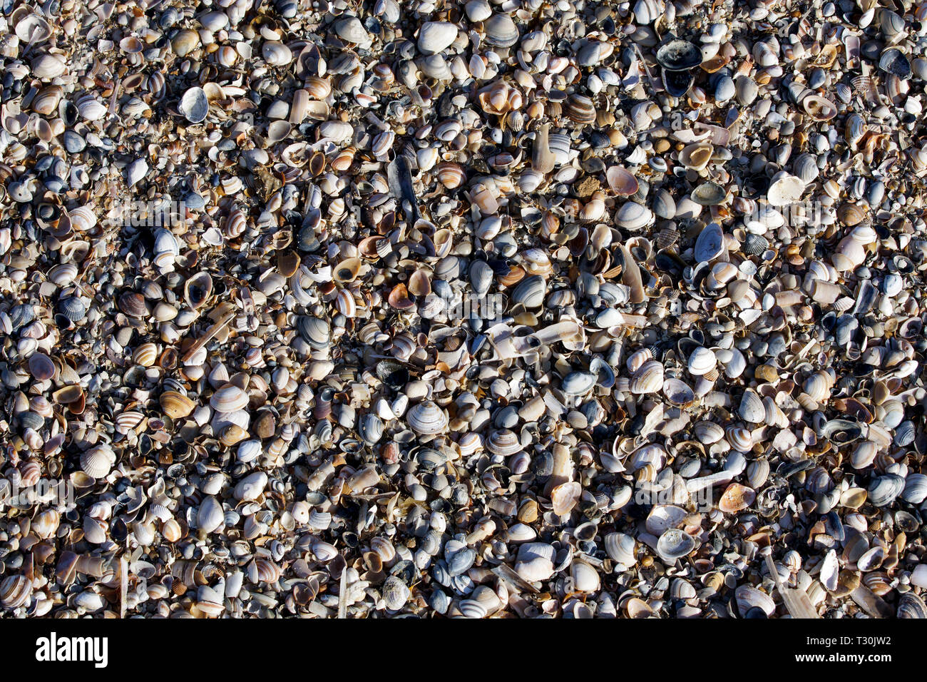 Top view of many small shells illuminated by the sunset. Pebble beach ...