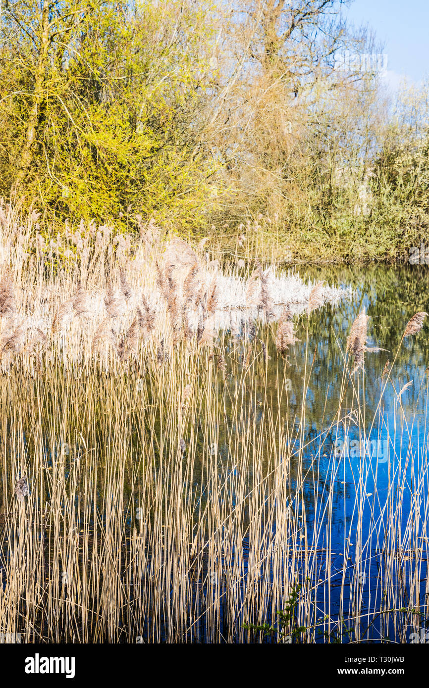 One of the lakes at Cotswold Water Park Stock Photo - Alamy