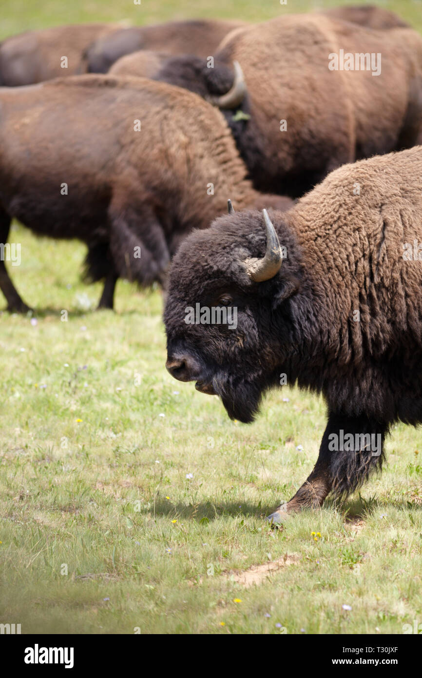 Wild Bison at Grand Canyon North, America Stock Photo - Alamy