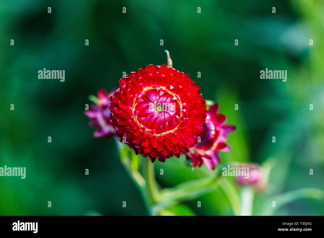 Fully bloom hi-res stock photography and images - Alamy