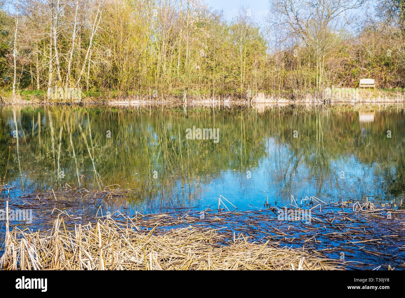 One of the lakes at Cotswold Water Park Stock Photo - Alamy