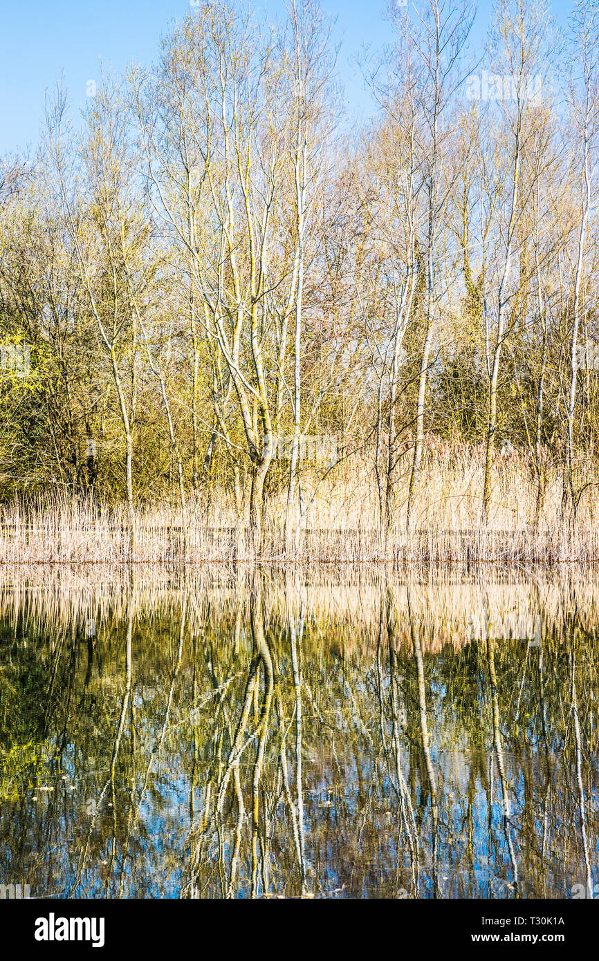 Reflected trees in one of the lakes at the Cotswold Water Park Stock Photo - Alamy