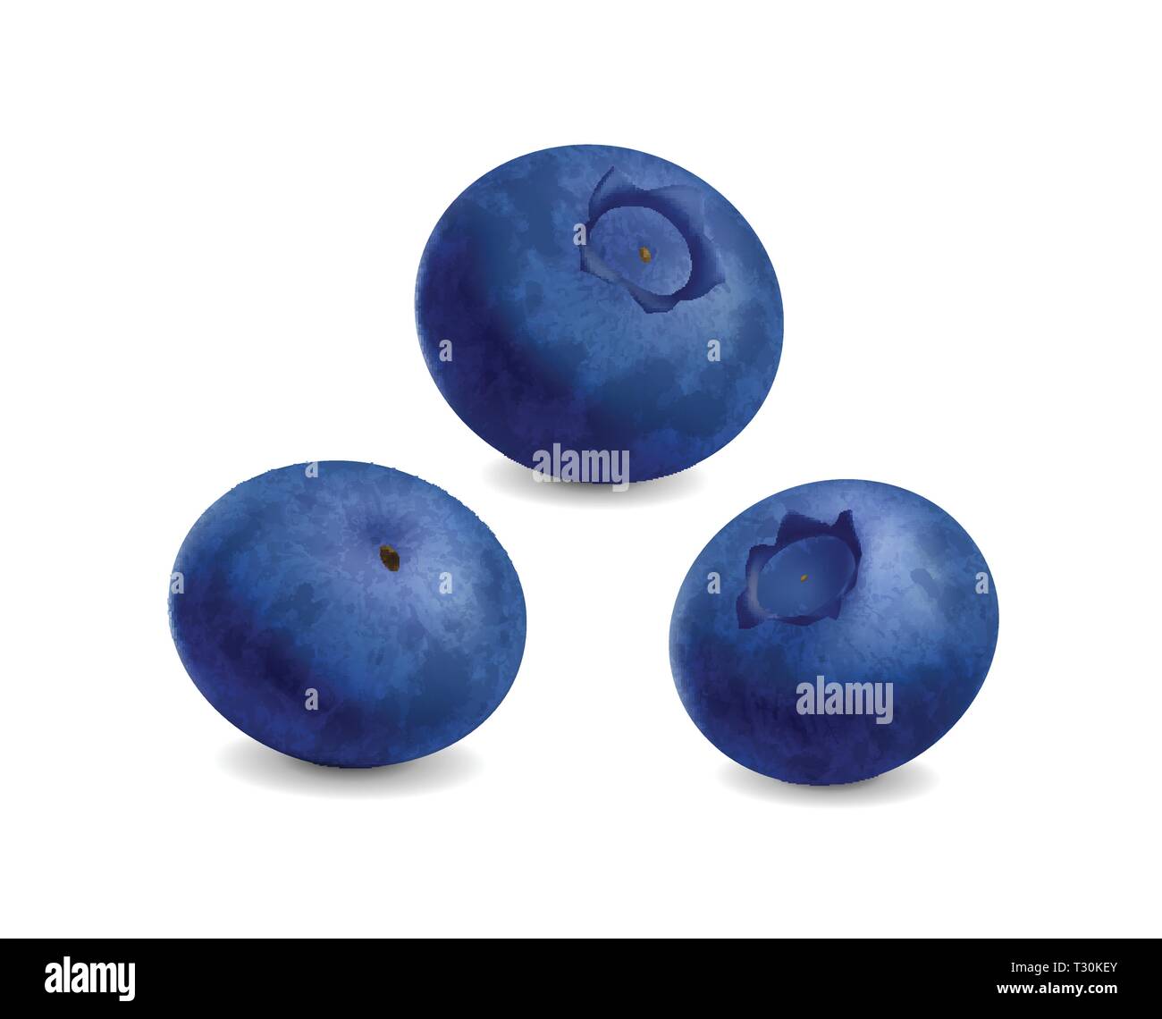 Blueberry isolated on white background. Realistic illustration Stock ...