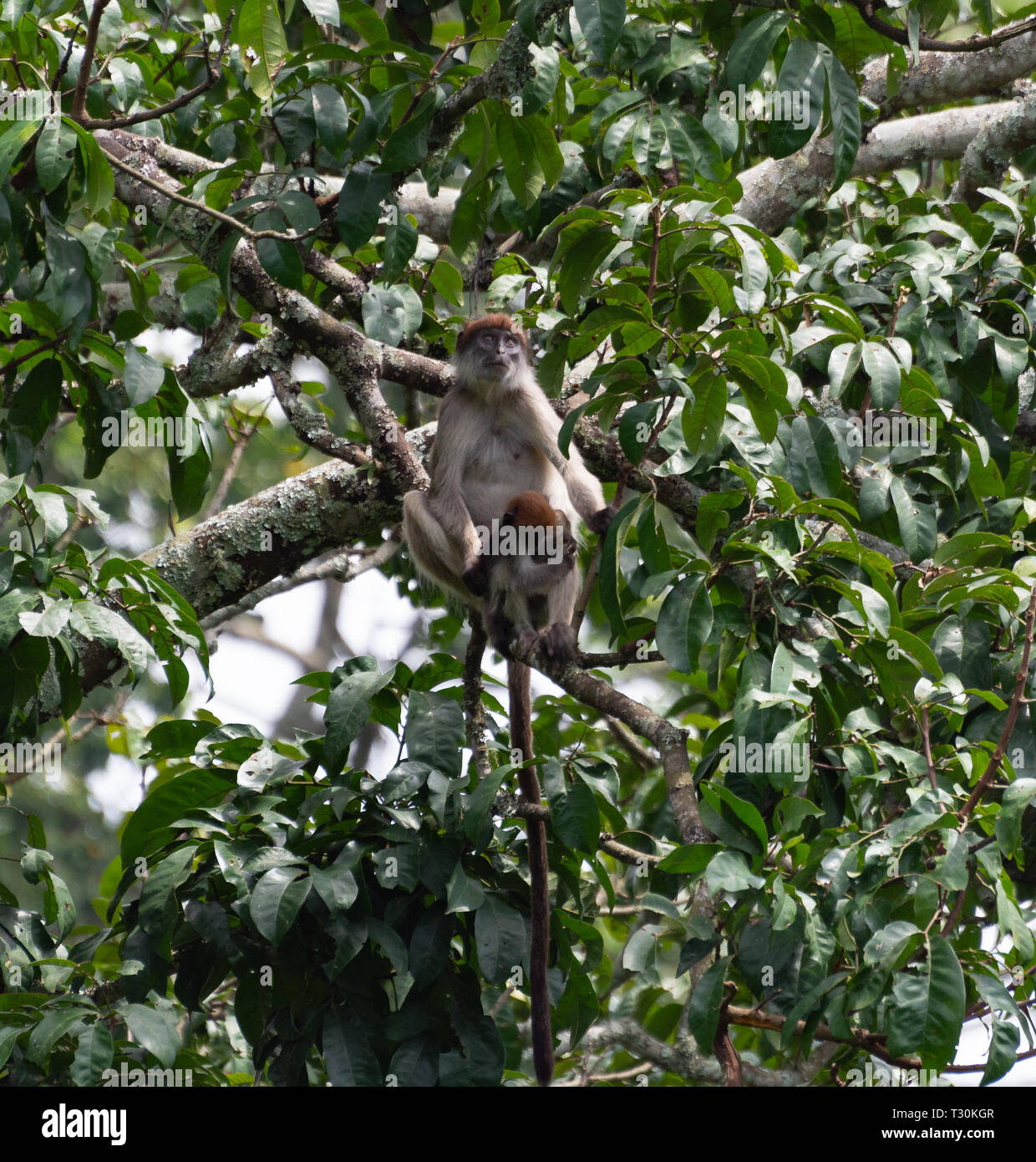 Red Colobus monkey Stock Photo - Alamy