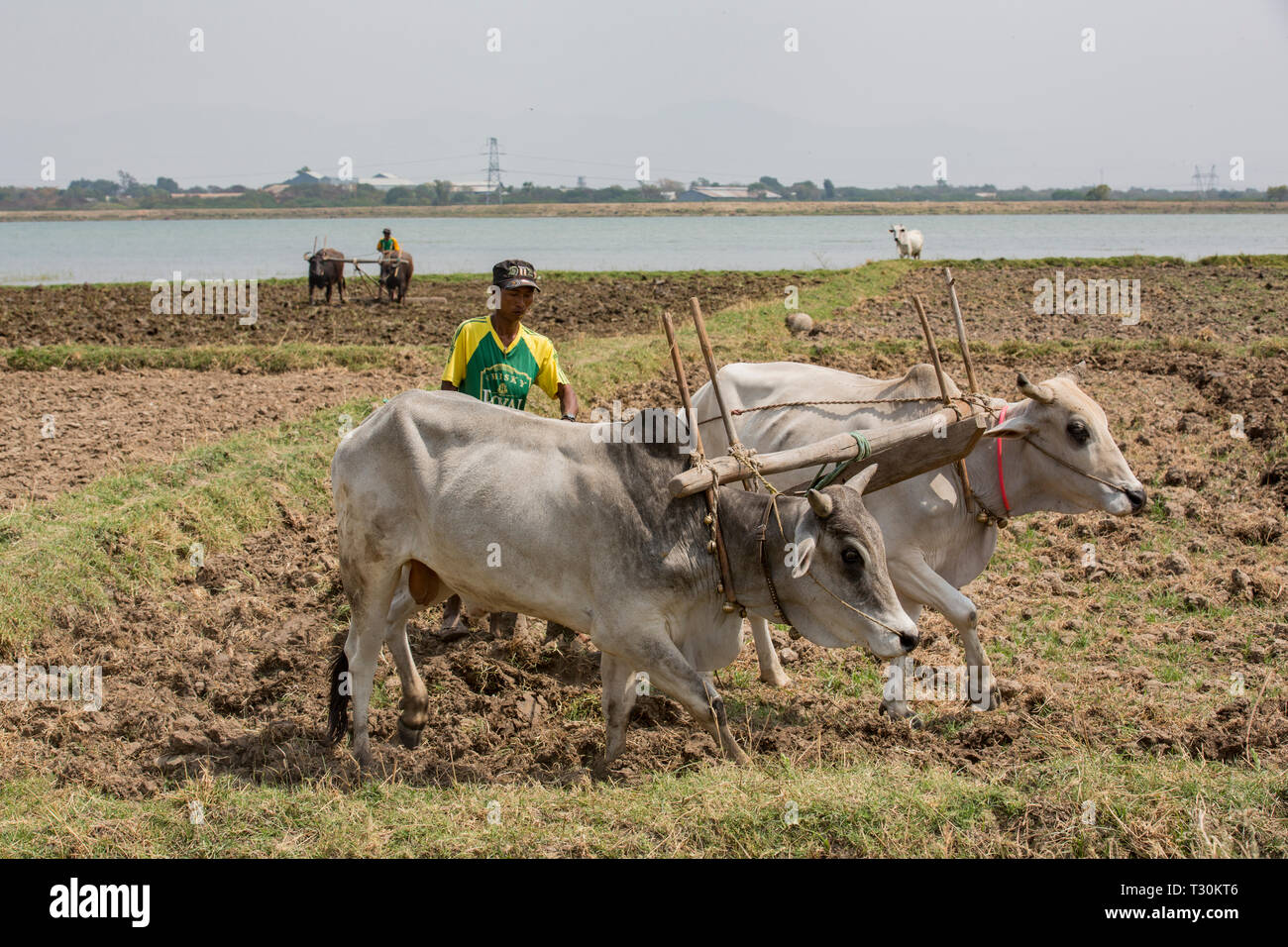 Huge Oxen Farm