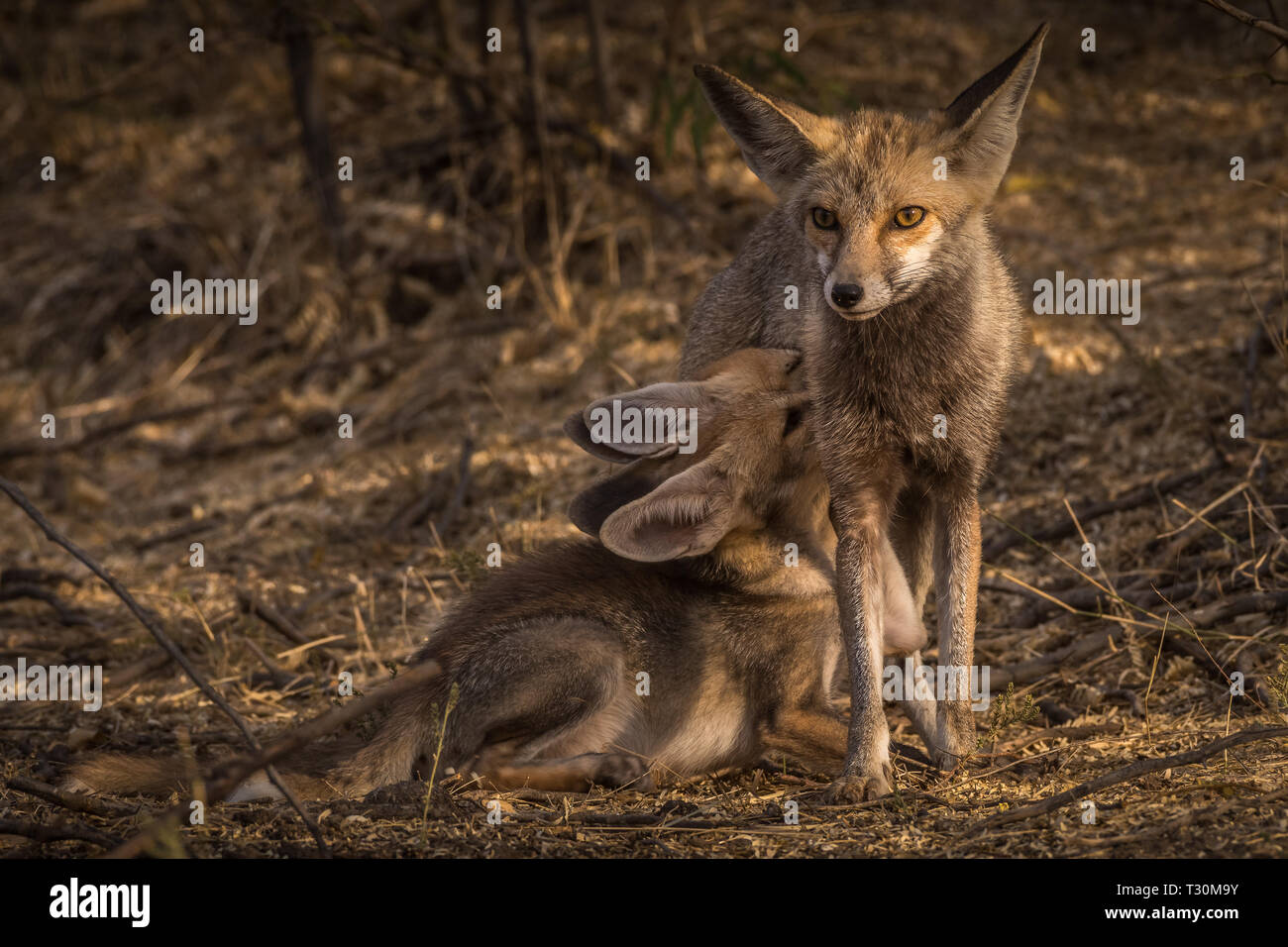 The Desert Fox High Resolution Stock Photography and Images - Alamy