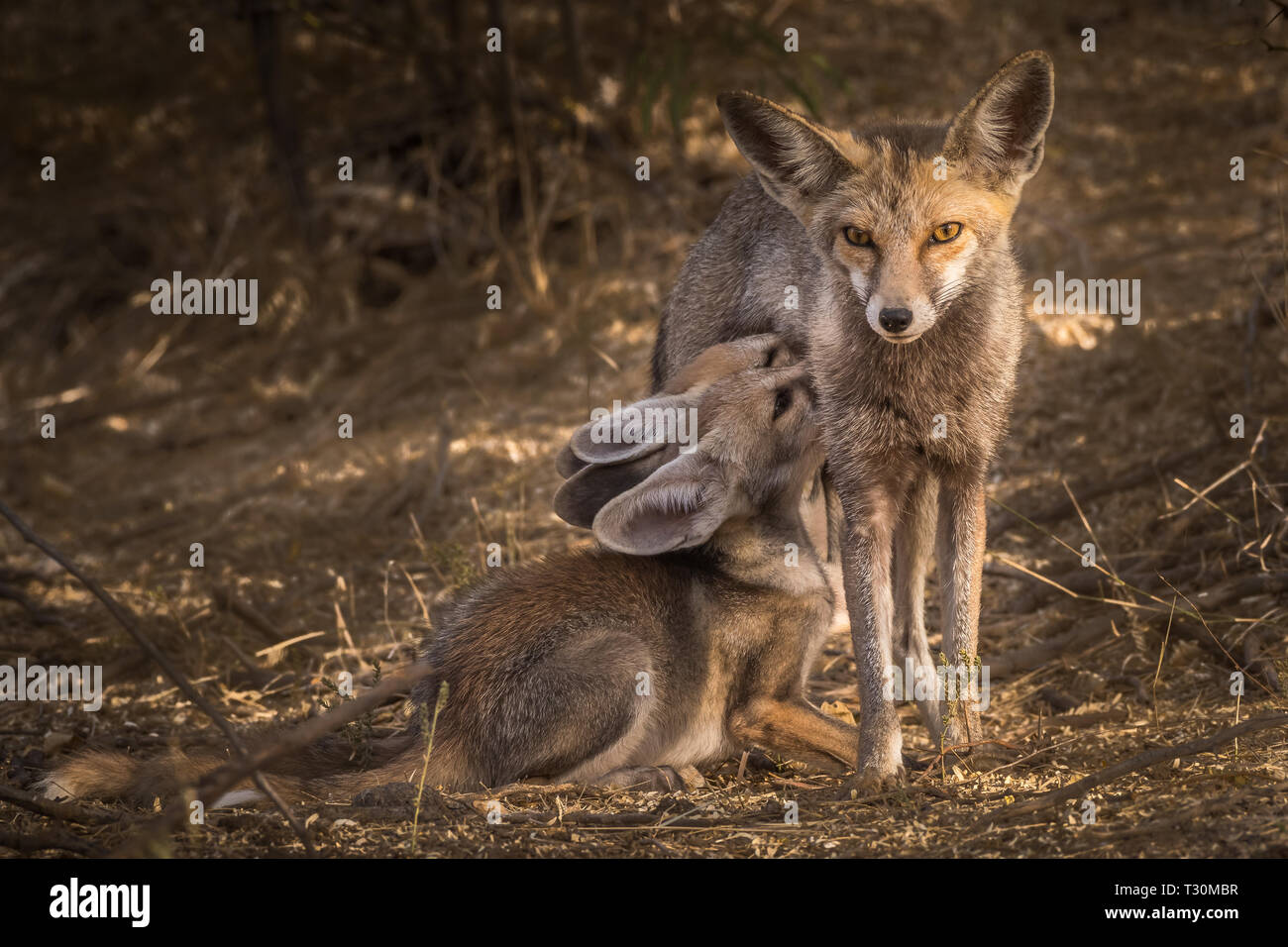 Fox feeding puppy hi-res stock photography and images - Alamy