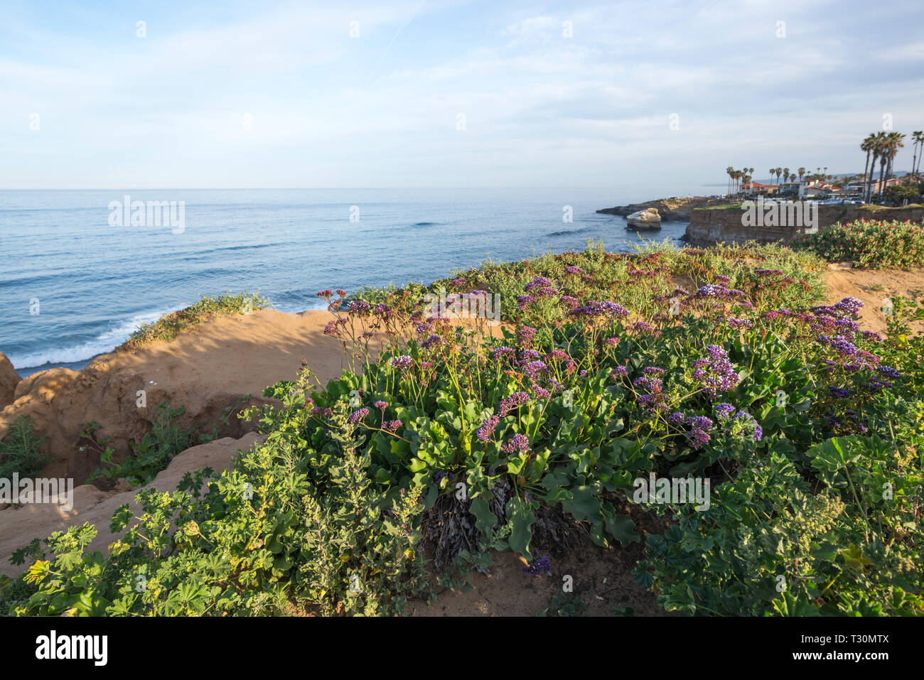 Wildflowers at sunset hi-res stock photography and images - Alamy