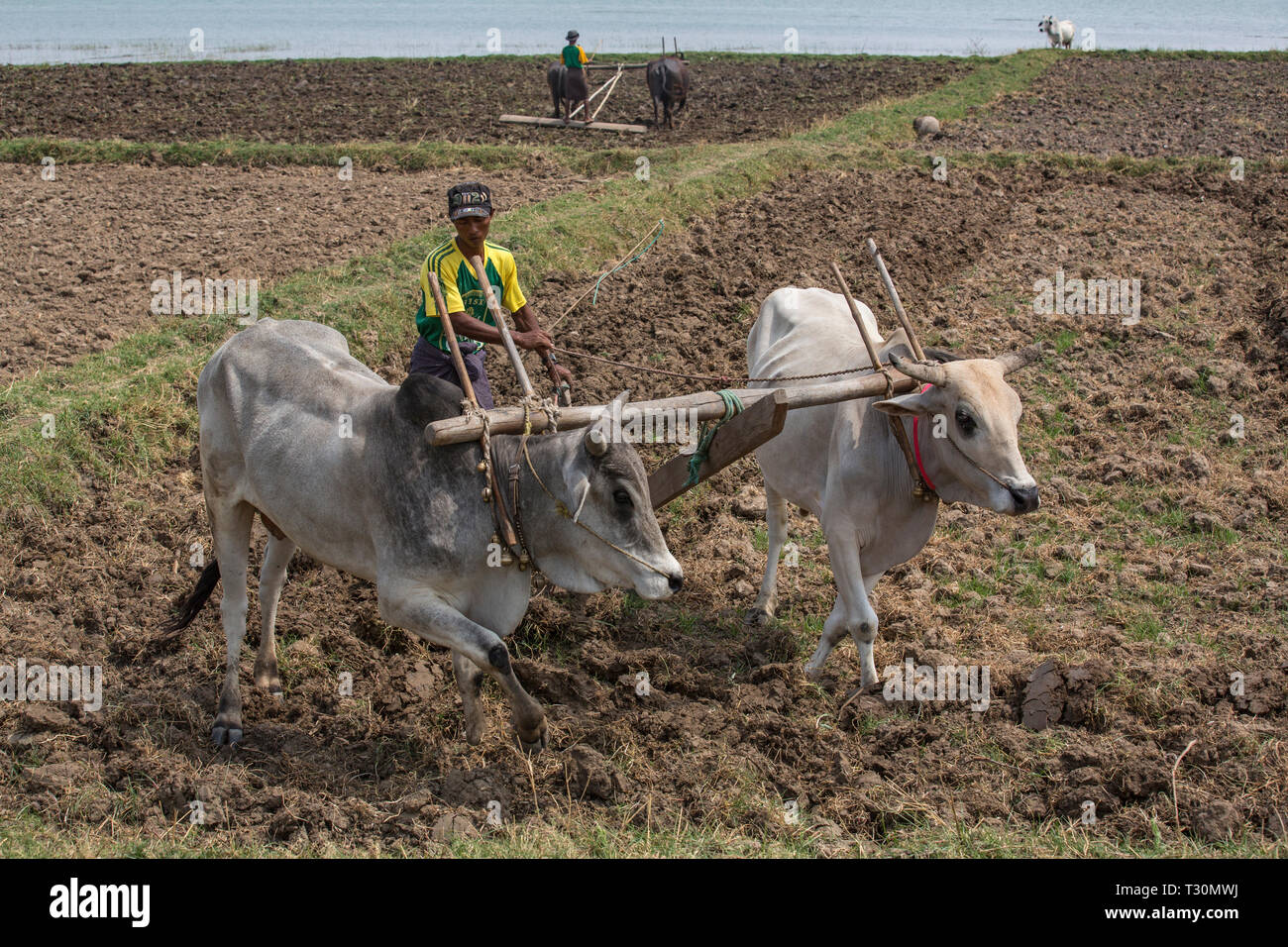 Oxen plough asia hi-res stock photography and images - Alamy