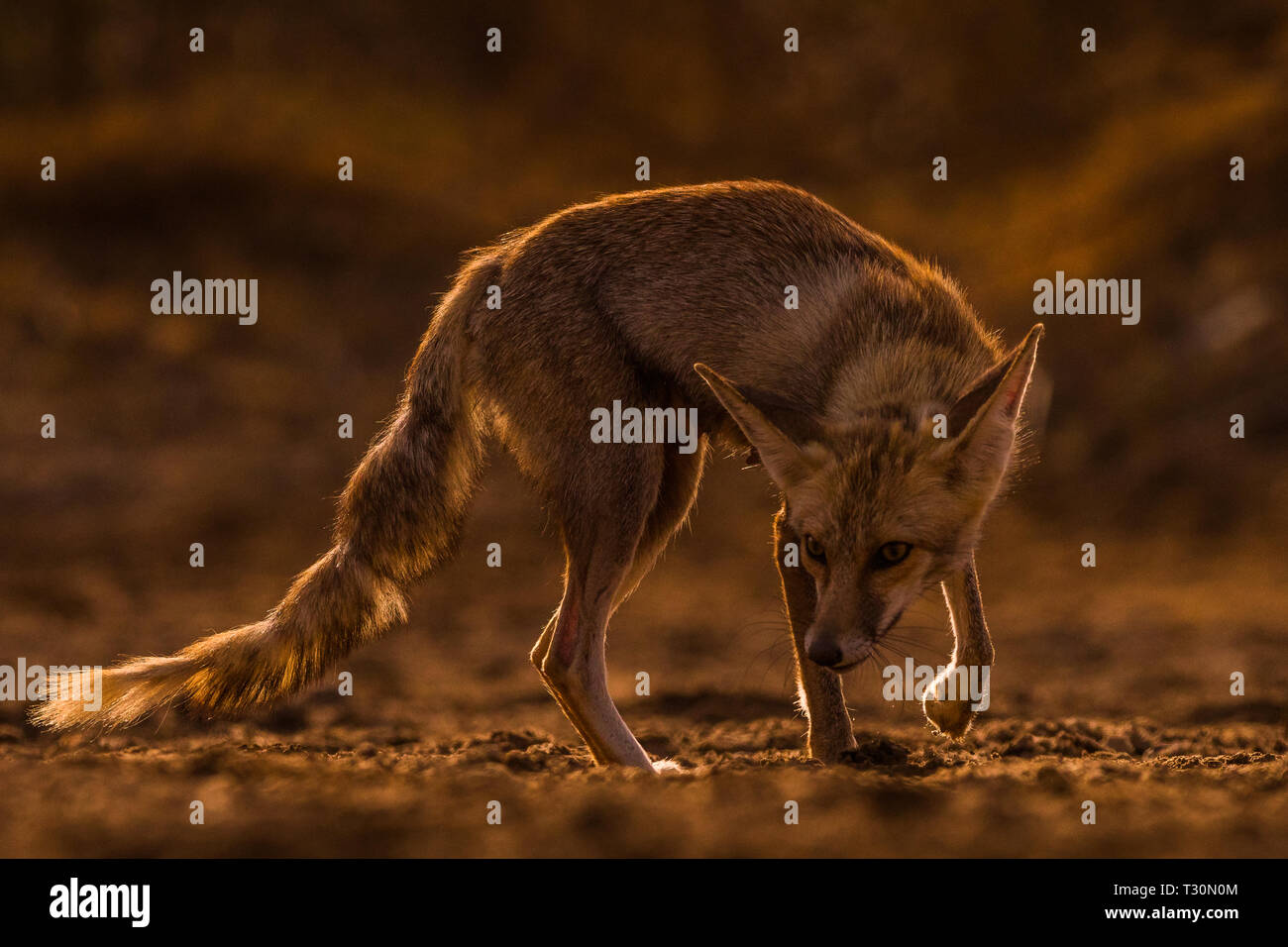 The desert fox hi-res stock photography and images - Alamy