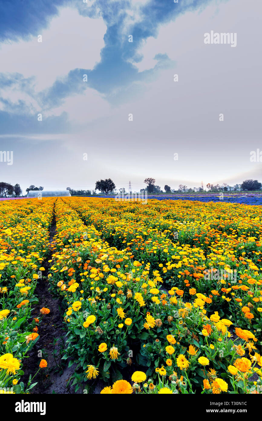 Punjab field view hi-res stock photography and images - Alamy