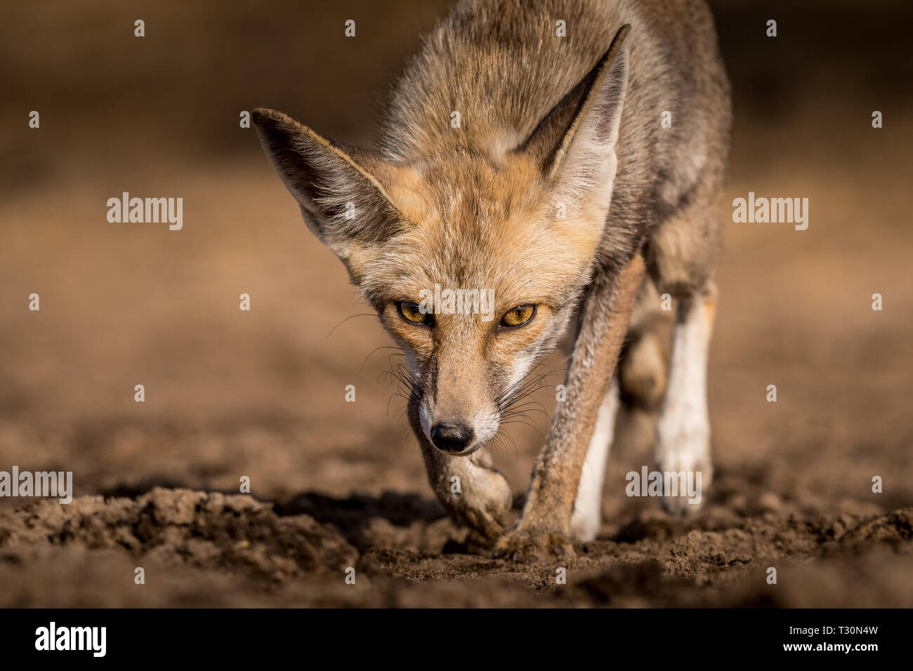 Playful fox family hi-res stock photography and images - Alamy