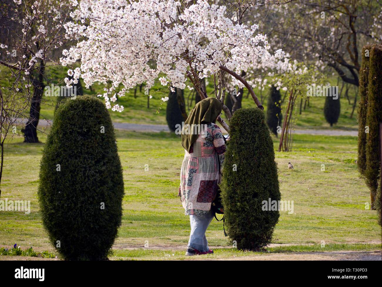 Badam trees hi-res stock photography and images - Alamy