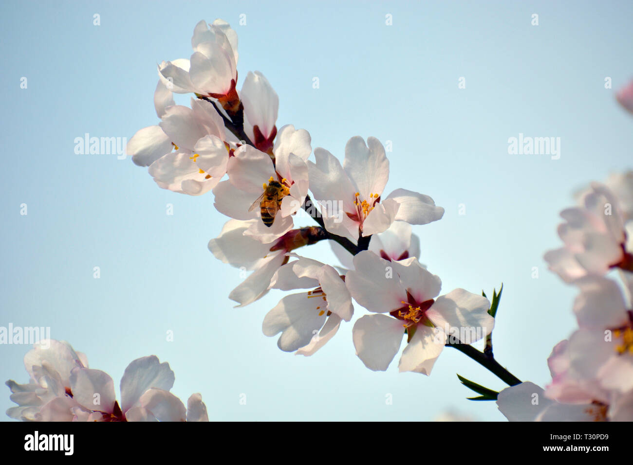 Badam trees hi-res stock photography and images - Alamy