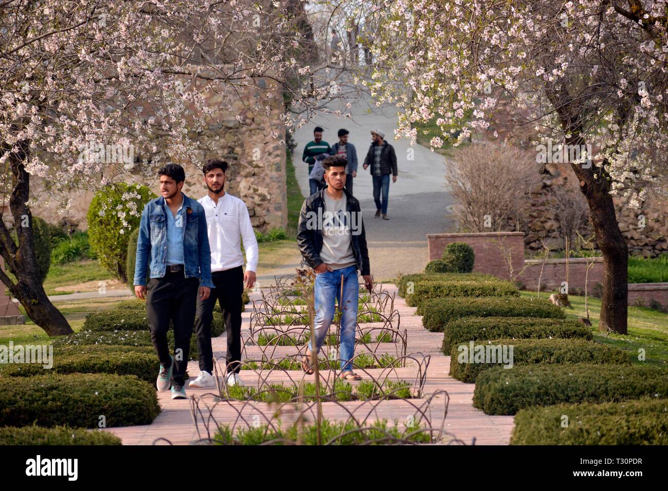 Badam trees hi-res stock photography and images - Alamy