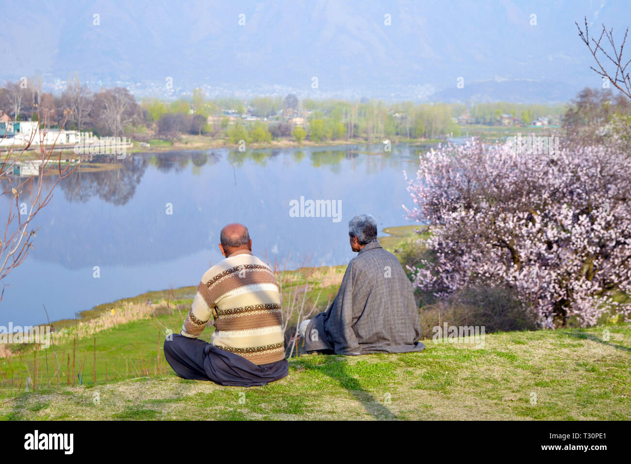 Badam trees hi-res stock photography and images - Alamy