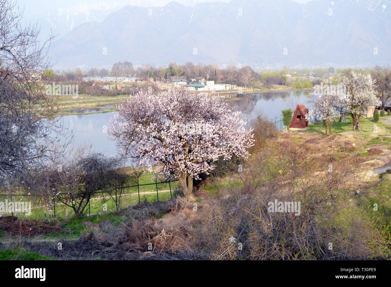 Badam trees hi-res stock photography and images - Alamy
