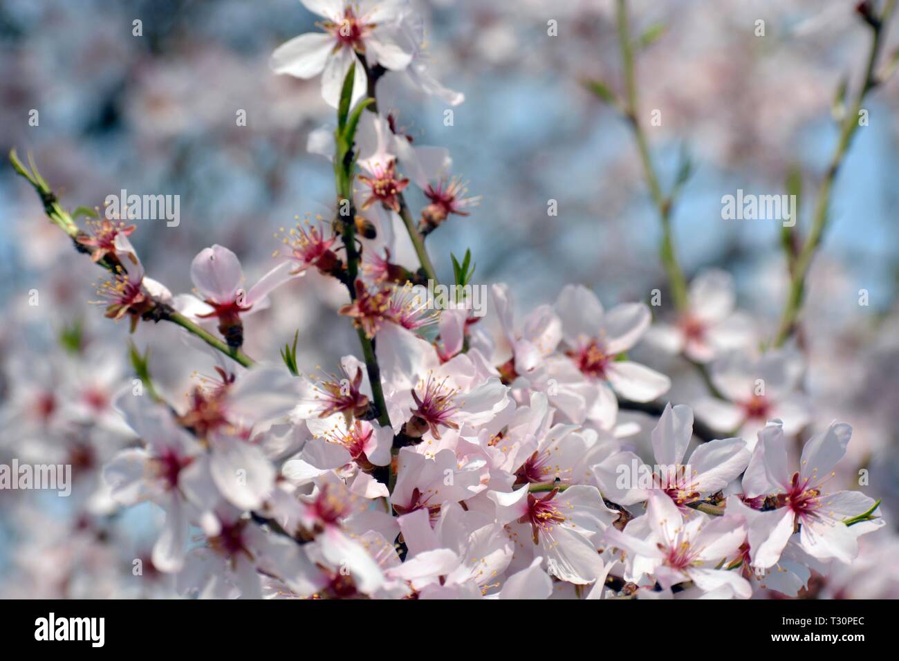 Badam trees hi-res stock photography and images - Alamy