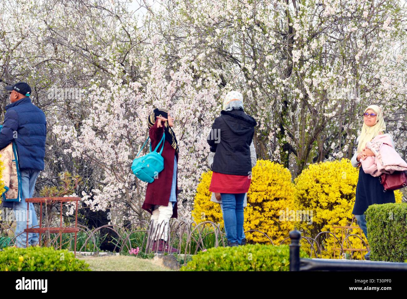 Badam trees hi-res stock photography and images - Alamy