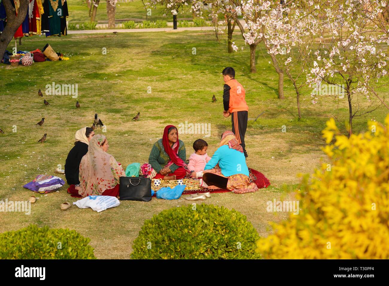 Badam trees hi-res stock photography and images - Alamy