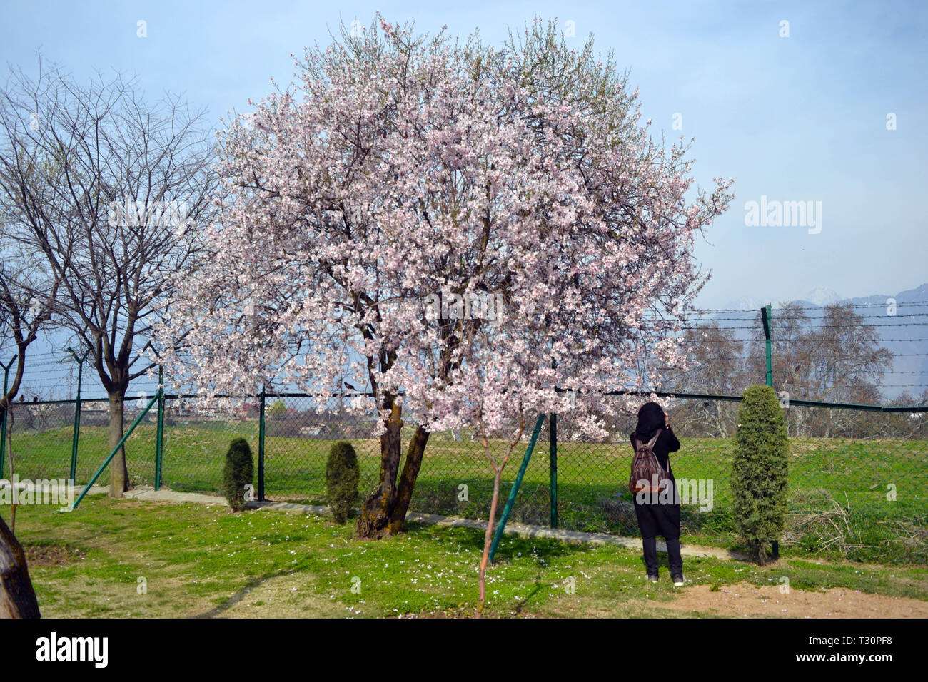 Badam trees hi-res stock photography and images - Alamy