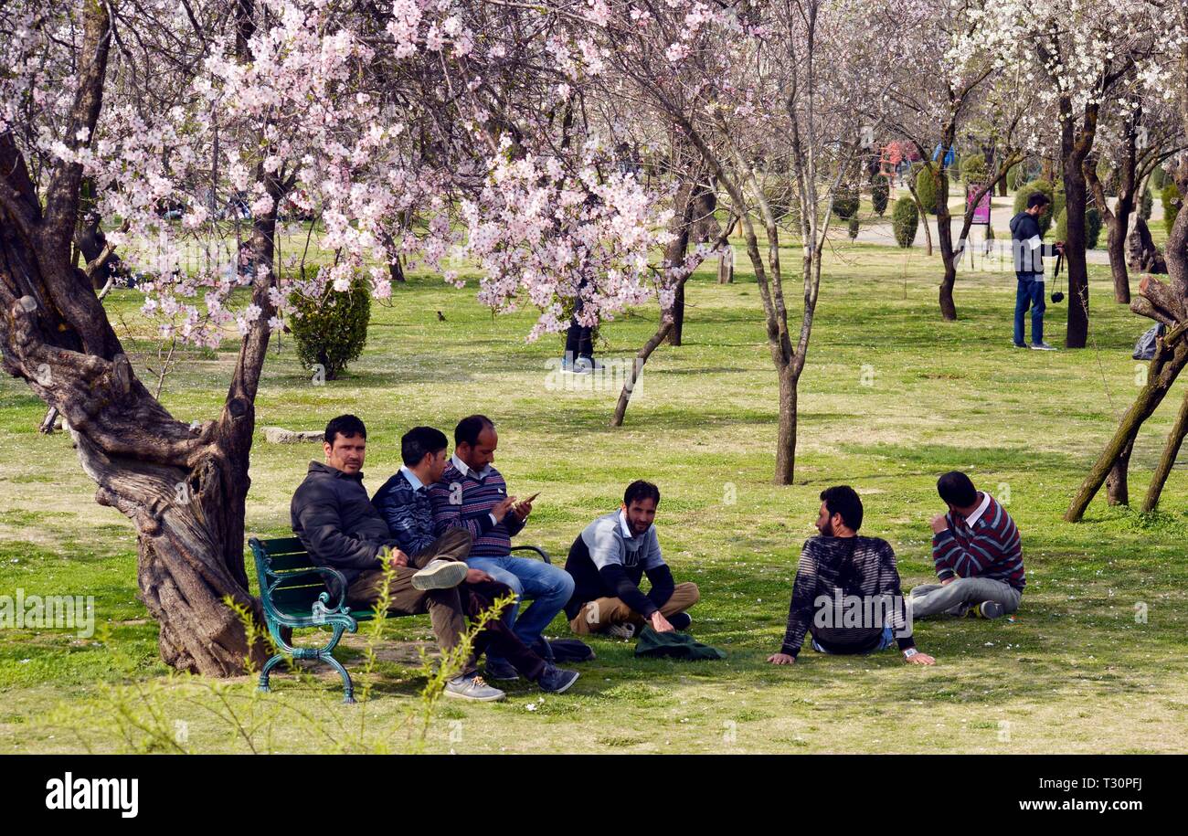 Badam trees hi-res stock photography and images - Alamy