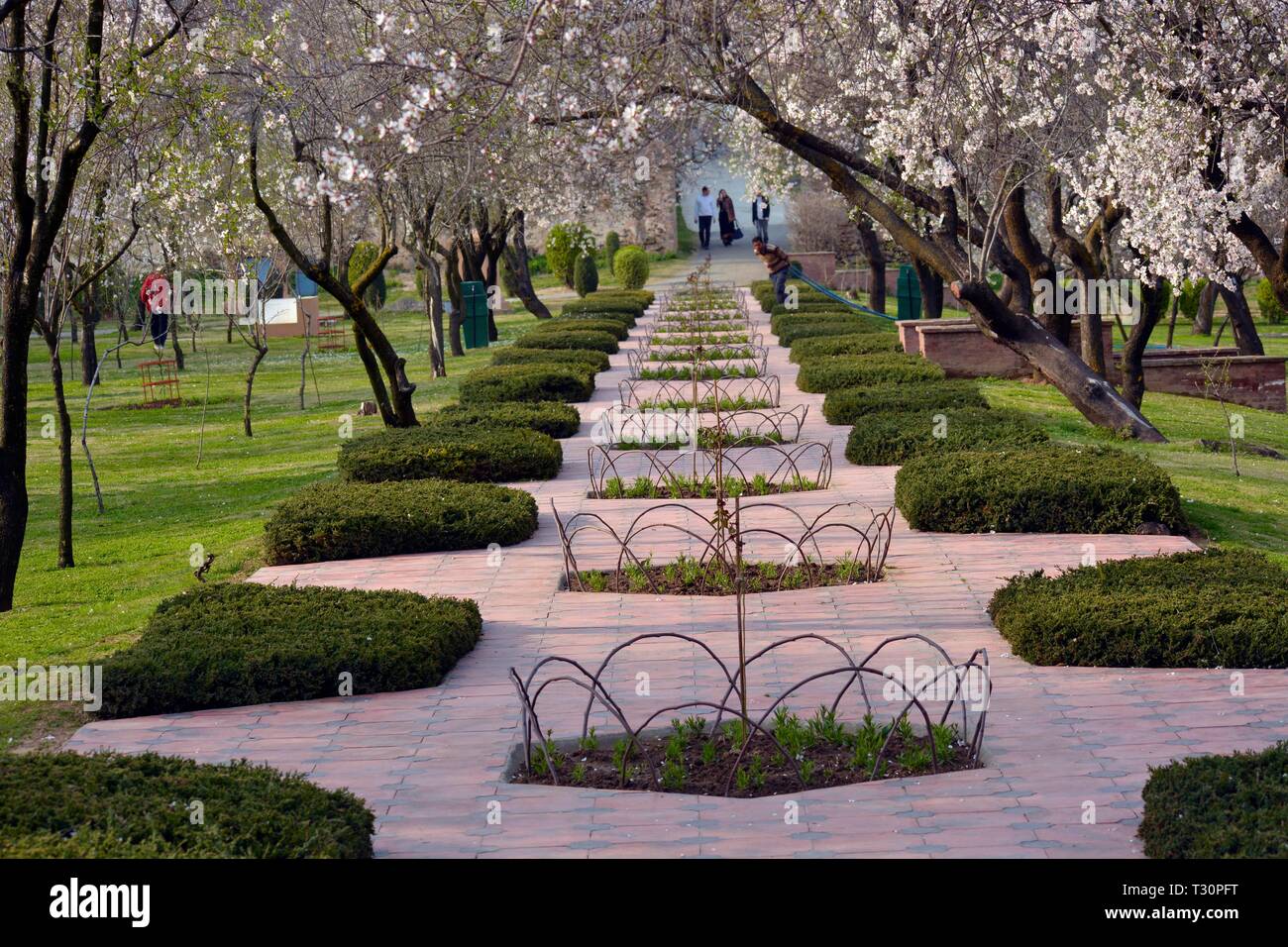 Badam trees hi-res stock photography and images - Alamy