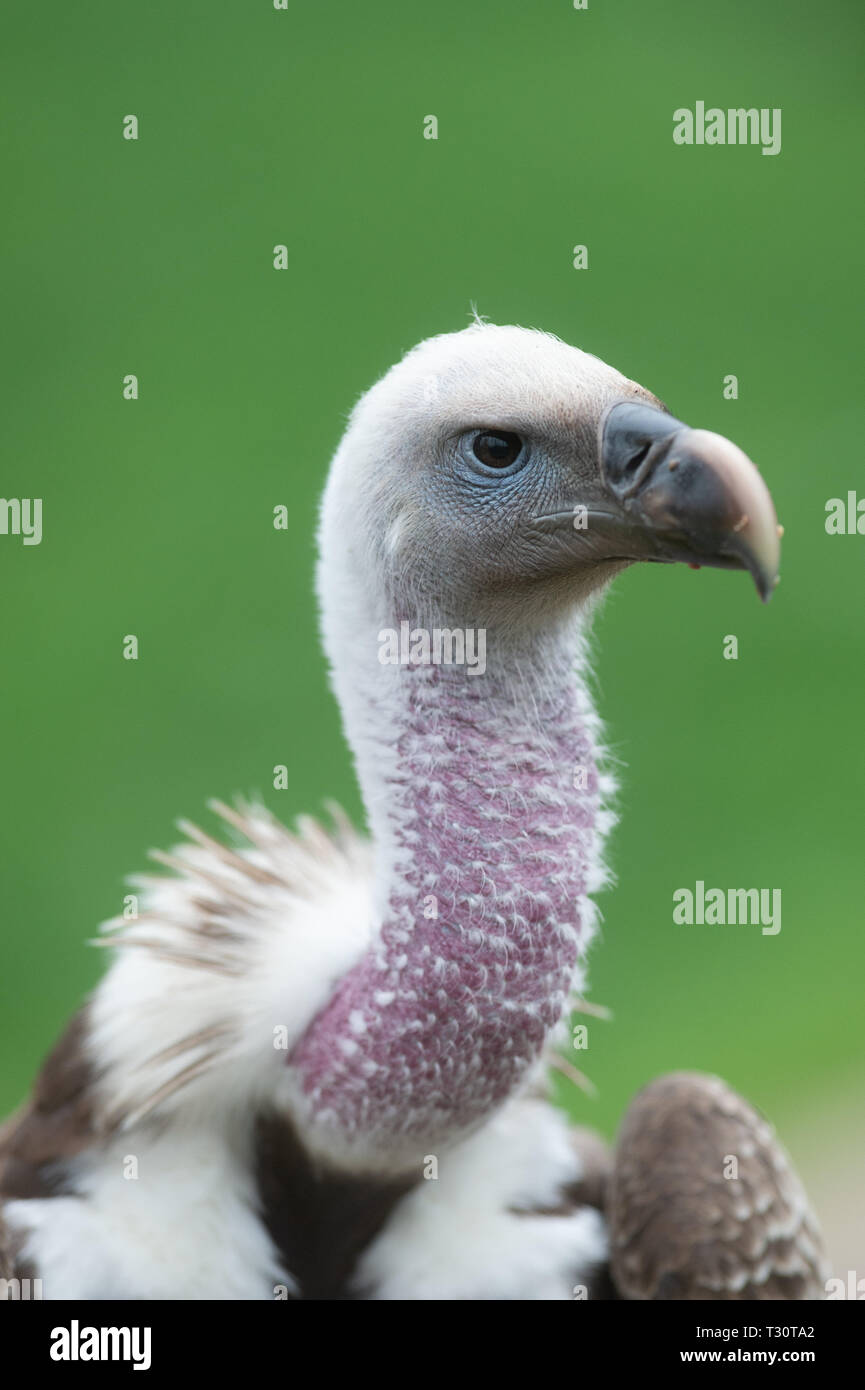 Magdeburg, Germany. 05th Apr, 2019. A sparrow vulture sits in his ...
