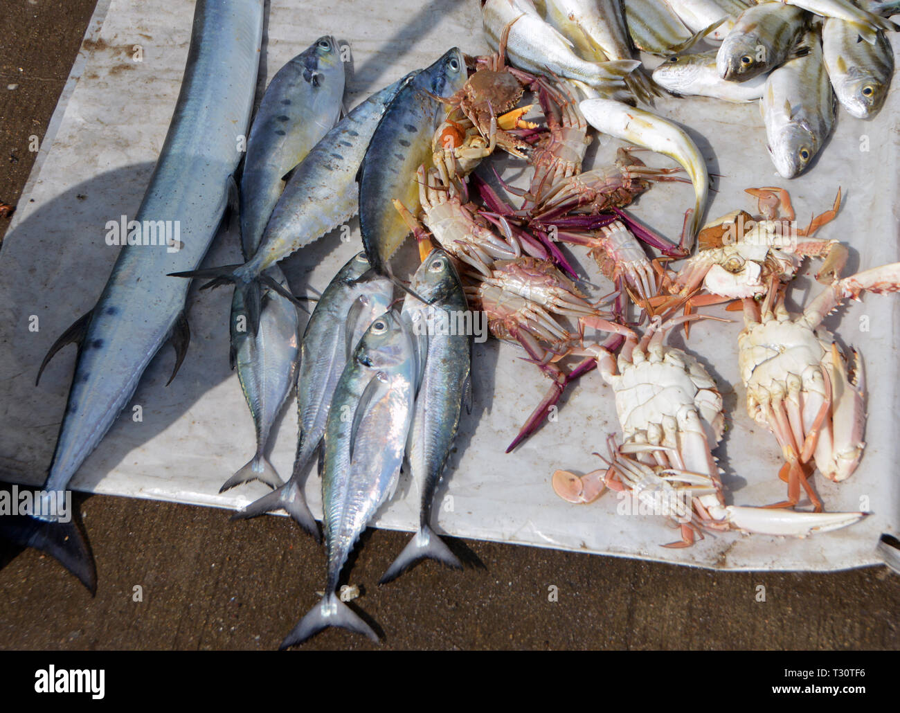 Chennai, Indien. 08th Feb, 2019. Fish market on the beach of Chennai ...