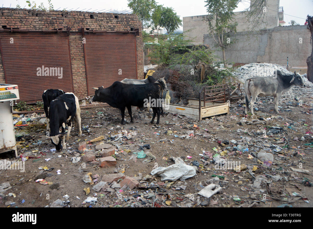 Indien. 07th Feb, 2019. Kuehe looking in the garbage at the roadside ...