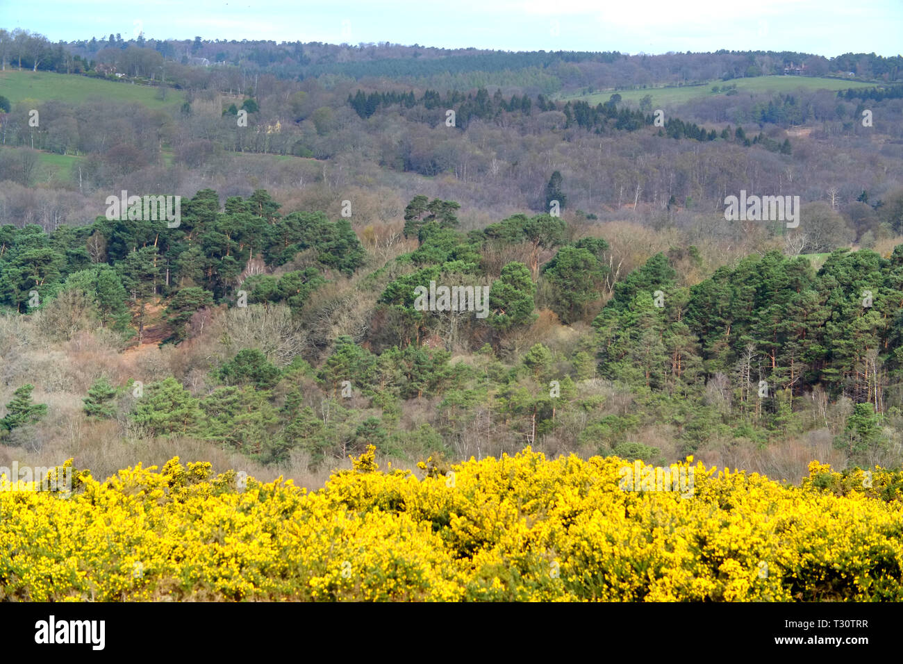 Hartfield ashdown forest hi-res stock photography and images - Alamy