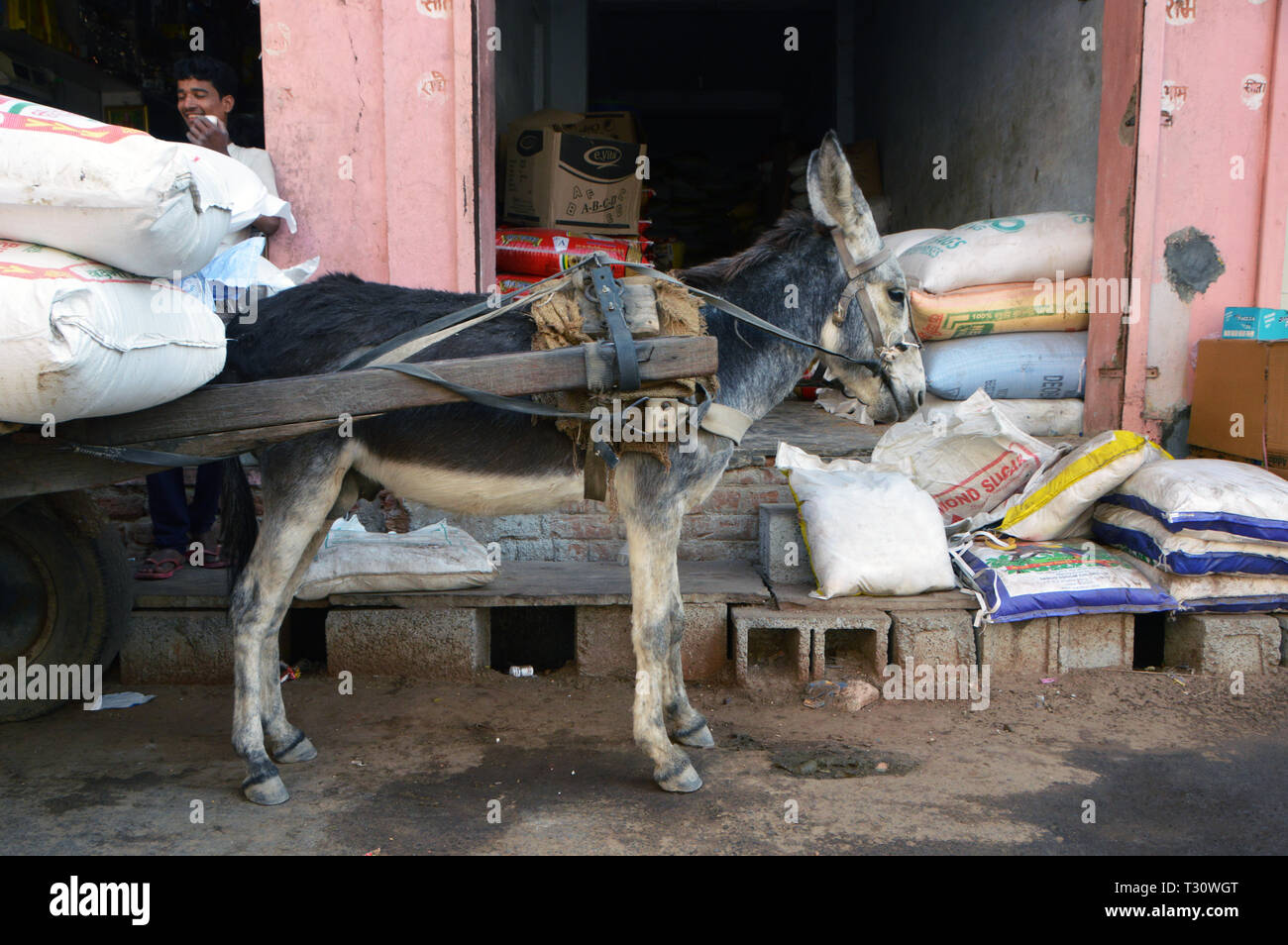 Donkey and cart standing hi-res stock photography and images - Alamy