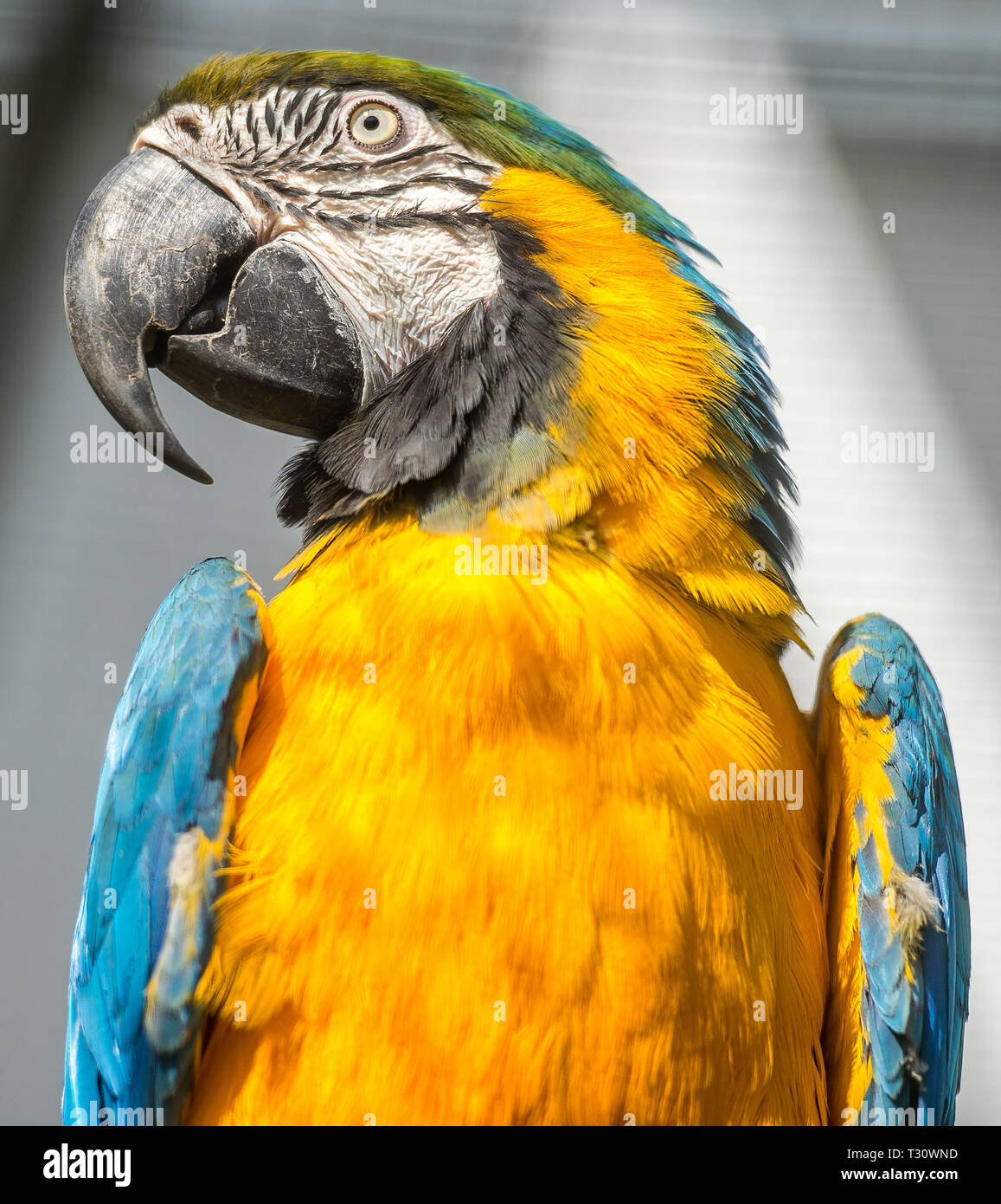 Zoo decin hi-res stock photography and images - Alamy