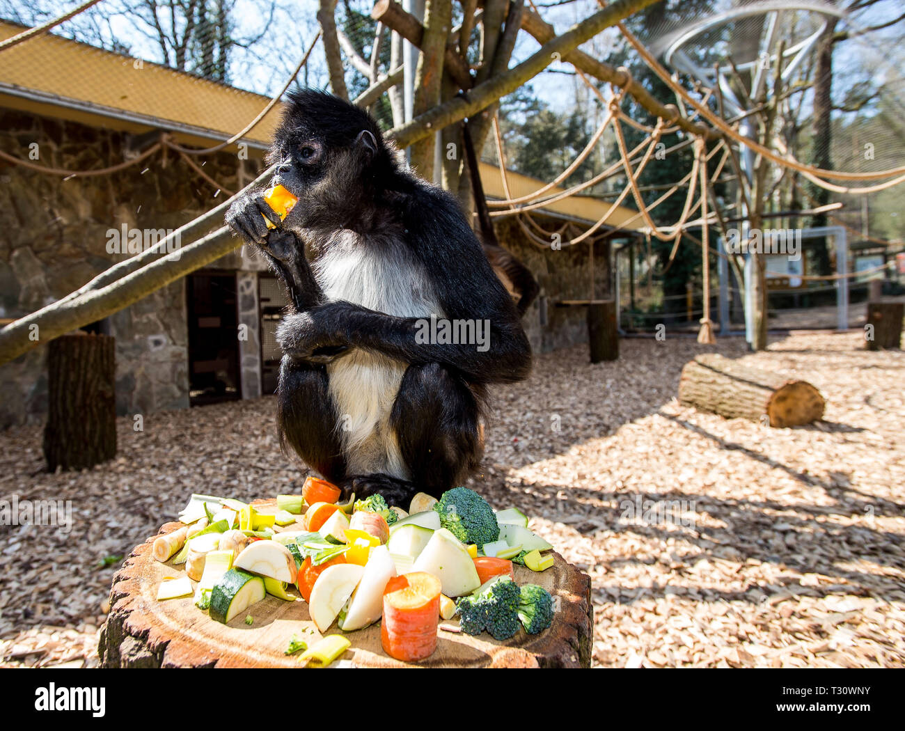 Decin, Czech Republic. 05th Apr, 2019. Mexican spider monkey (Ateles ...