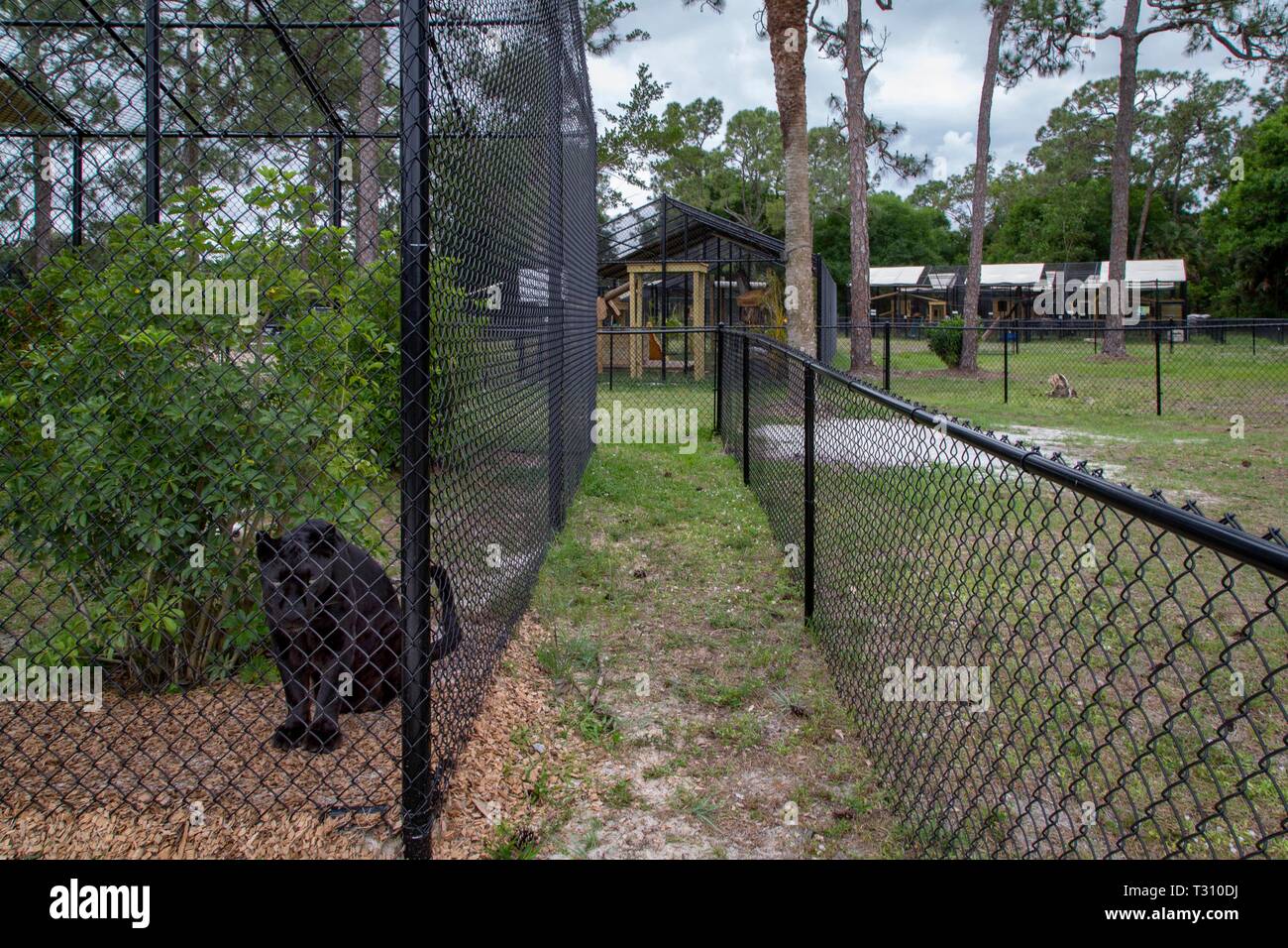 Panther ridge hi-res stock photography and images - Alamy