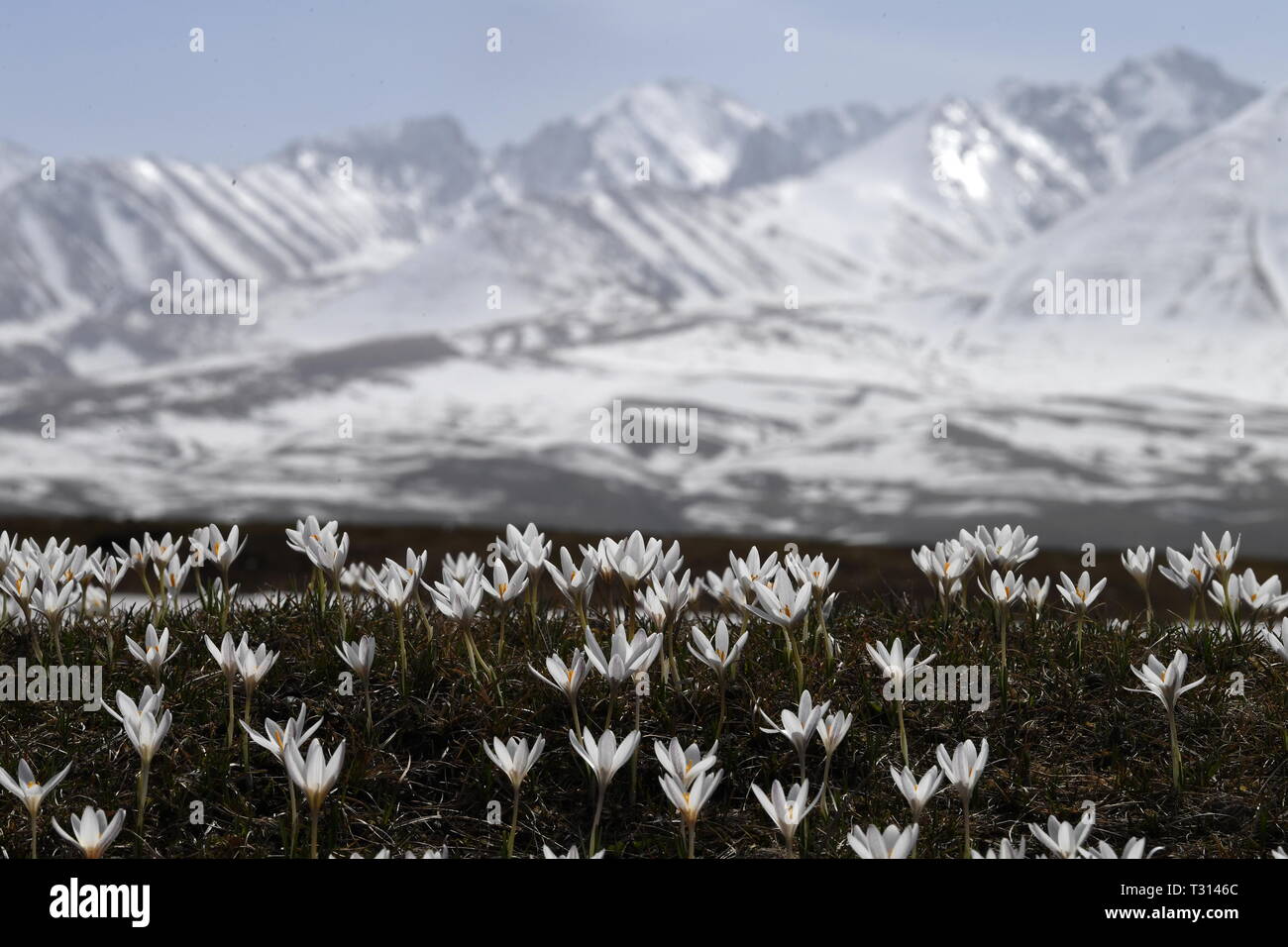 Xinyuan. 4th Apr, 2019. Photo taken on April 4, 2019 shows wild lily ...