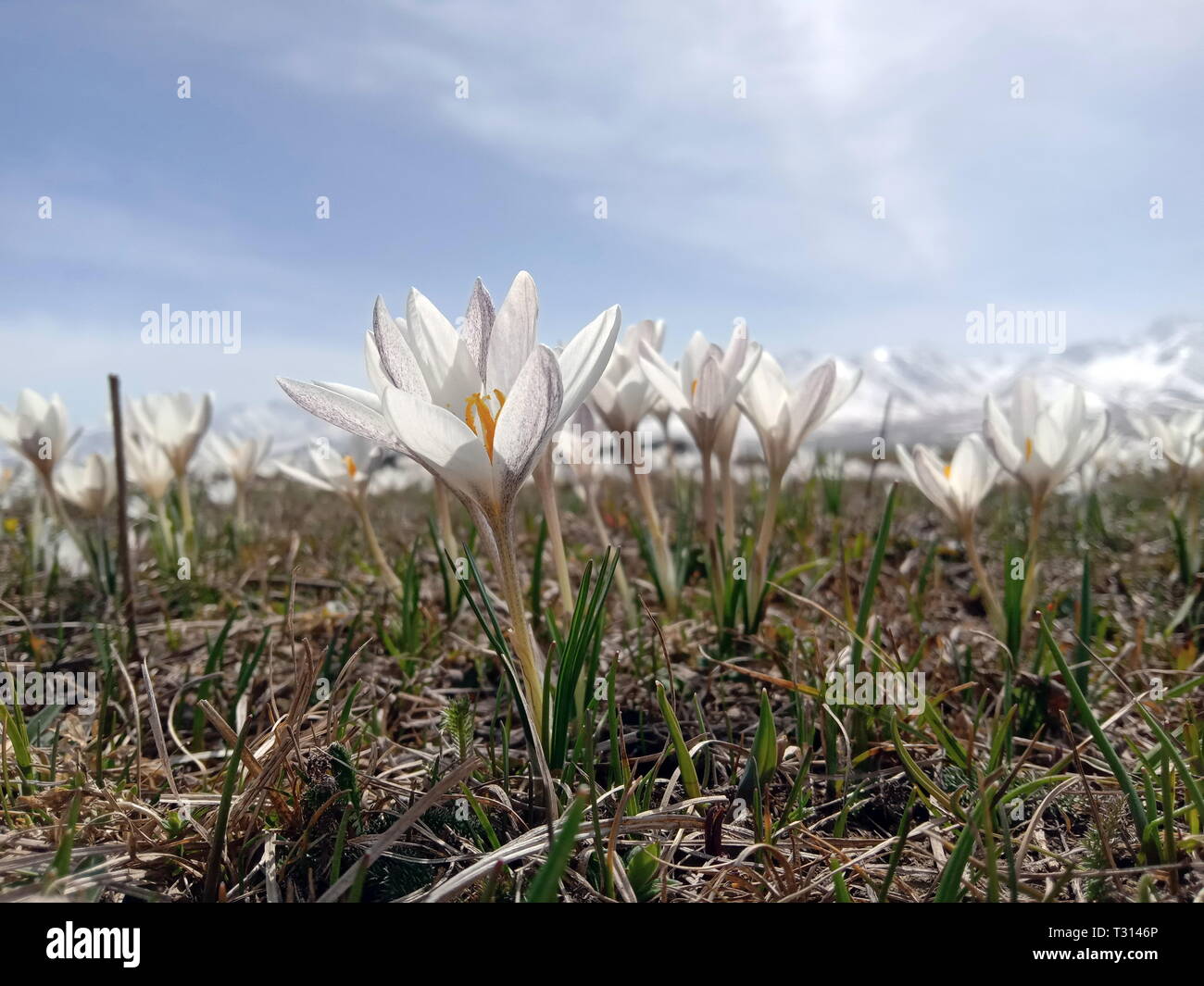 Xinyuan. 4th Apr, 2019. Photo taken on April 4, 2019 shows wild lily ...