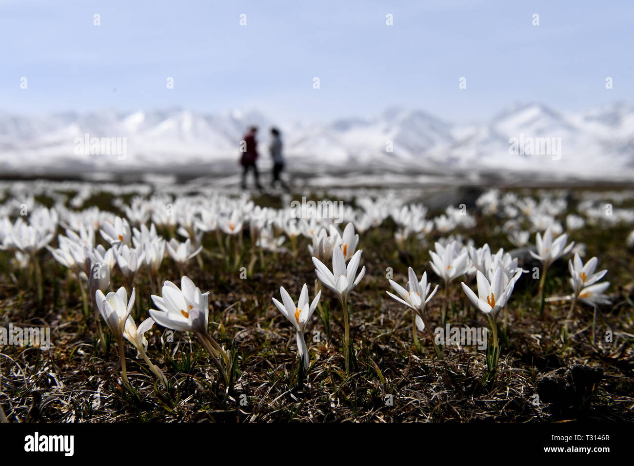Xinyuan. 4th Apr, 2019. Photo taken on April 4, 2019 shows wild lily ...