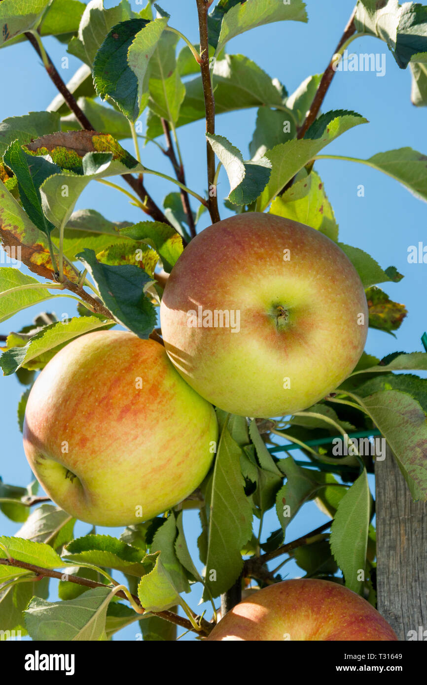 large ripe apples clusters hanging heap on tree branch in an intense ...