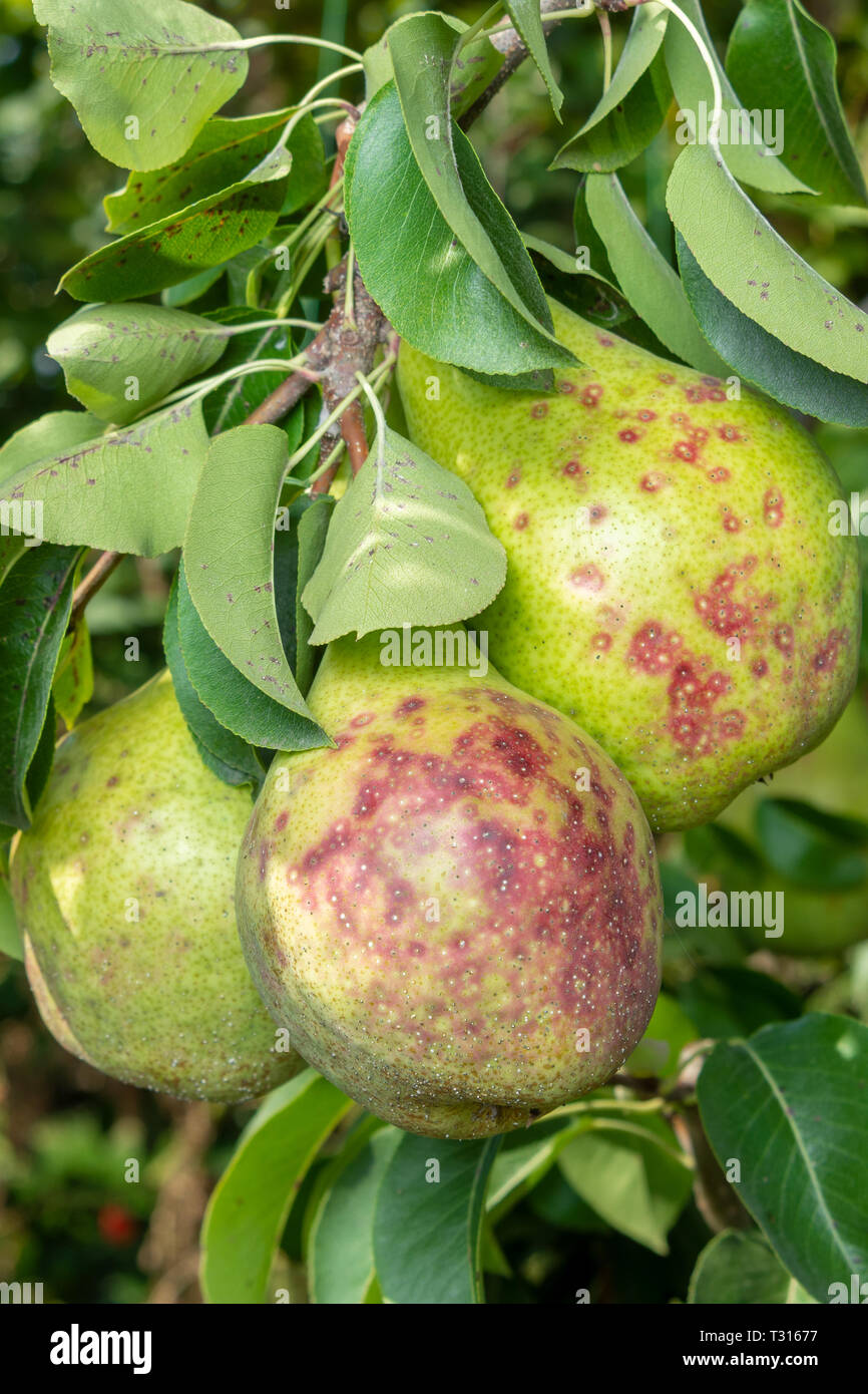 pear tree disease on leaves and fruits close up. Protection of garden ...
