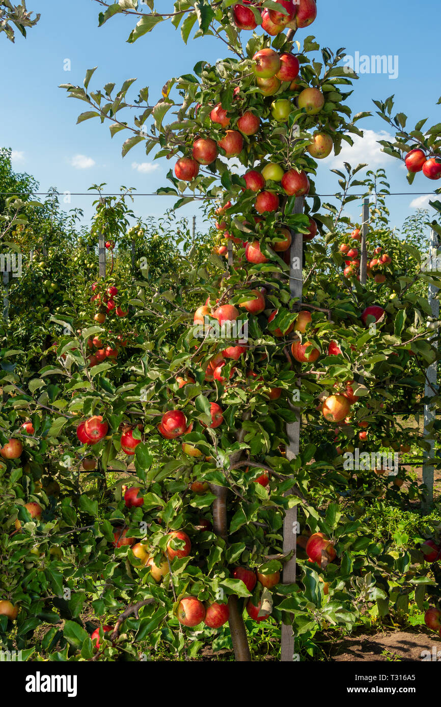 apple tree with fruits close up in the rays of sun. Autumn harvesting ...