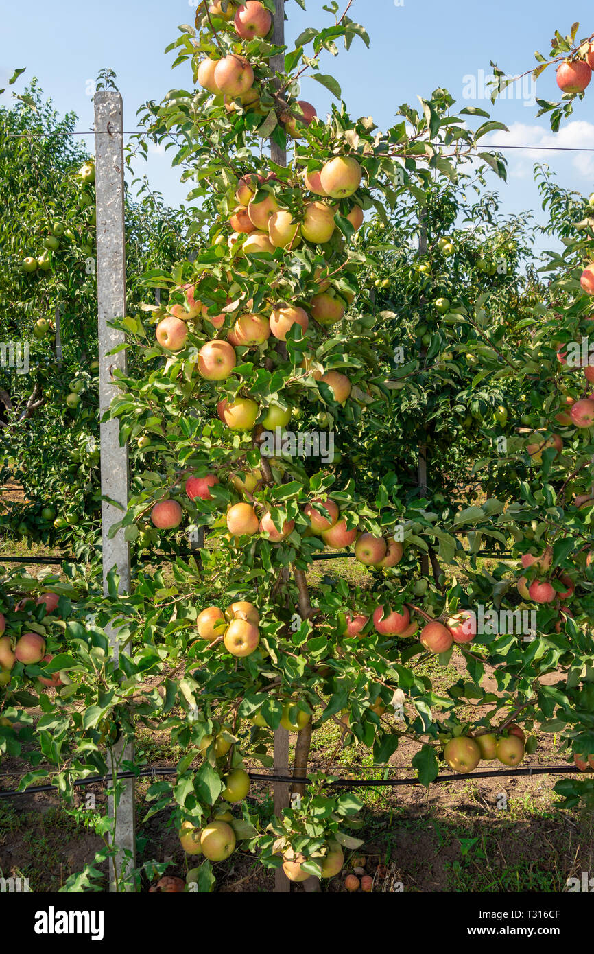 apple tree with fruits close up in the rays of sun. Autumn harvesting ...