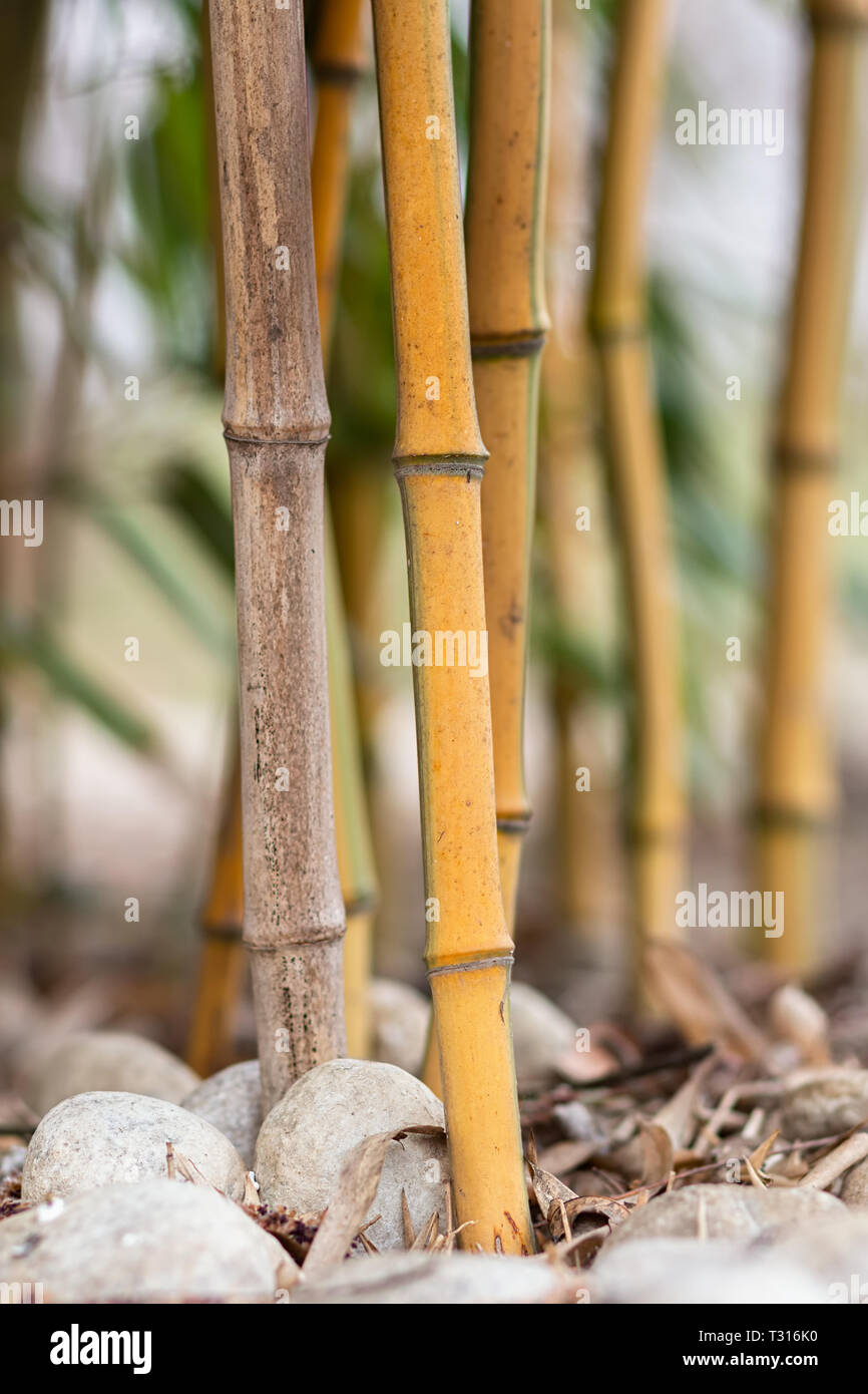 Big stalk hi-res stock photography and images - Alamy