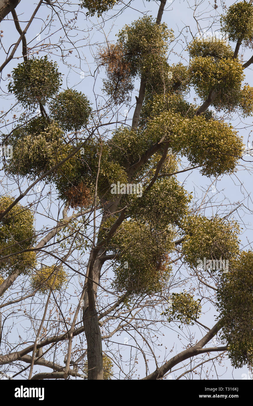 Misteltoes hi-res stock photography and images - Alamy