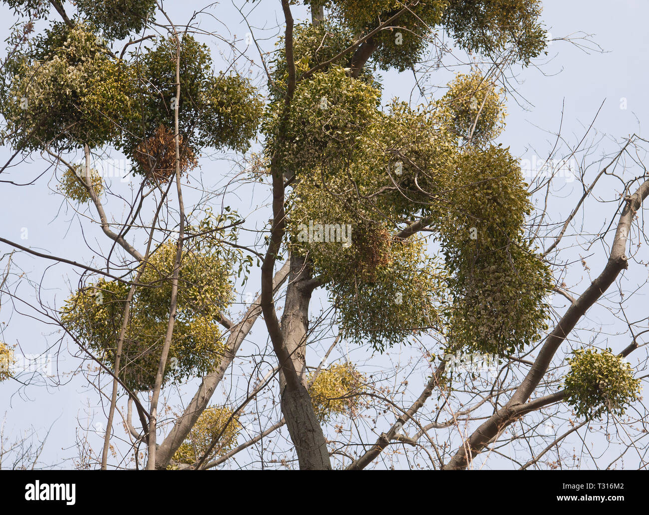 Misteltoes hi-res stock photography and images - Alamy