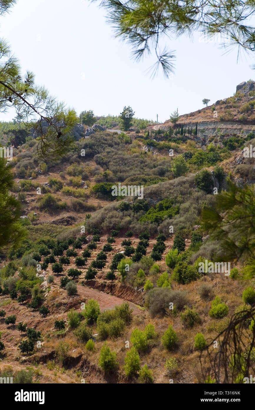 Agricultural landings on the mountain in Turkey. Landscape Stock Photo ...