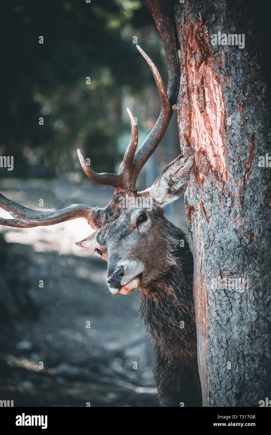 Wild Stag in the Forest in Spring in Austria Stock Photo - Alamy