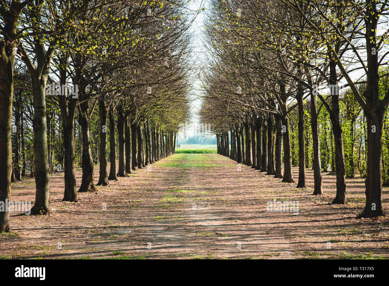 Tree-lined country lane in spring Stock Photo - Alamy